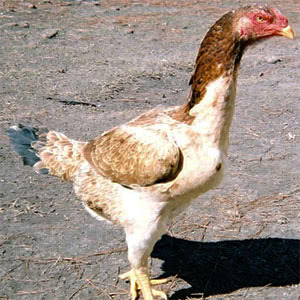 Breeds of Chickens - Get the Facts Before You Start Your Flock