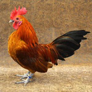Breeds of Chickens - Get the Facts Before You Start Your Flock
